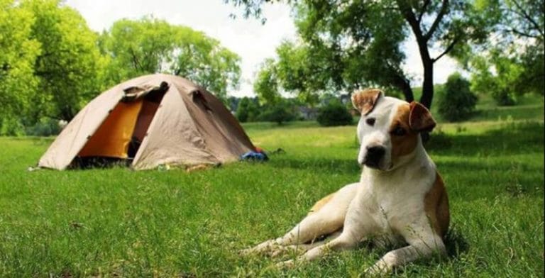 Top 22 Best Tents For Camping With Dogs In 2021 MyTrail