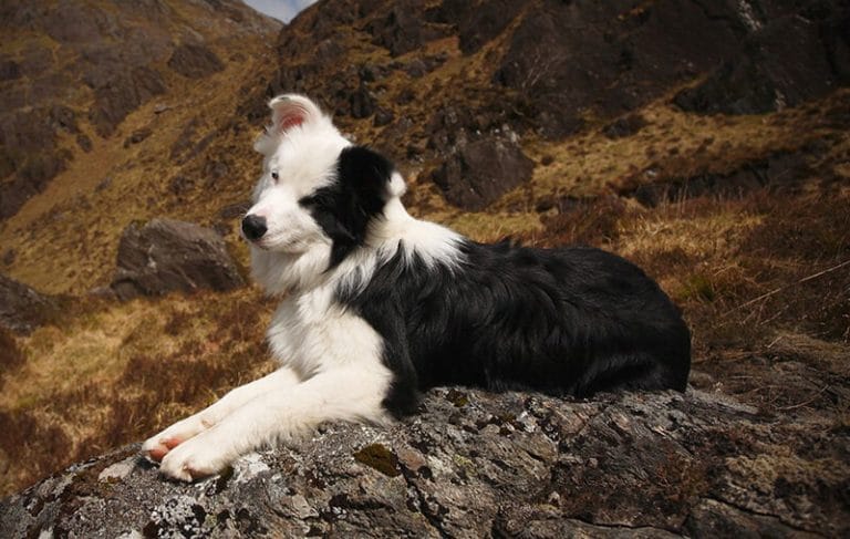 Top 24 Best Dog Breeds For Hiking 2022 - My Trail Co
